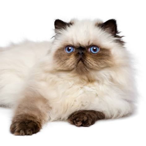 Himalayan Cat