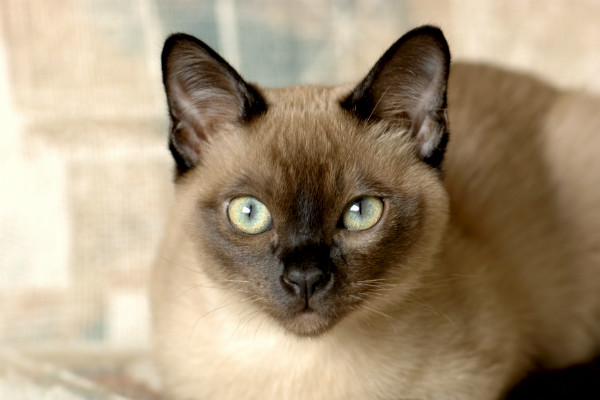 Tonkinese Cat - Trouble & Trix Cat Breed Guide